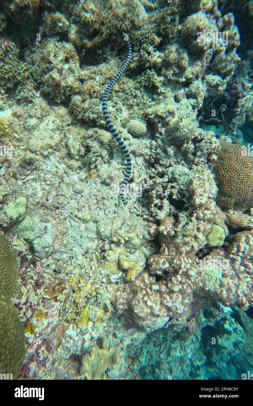 A coral reef in Moalboal, Cebu in the Philippines with a black and ...