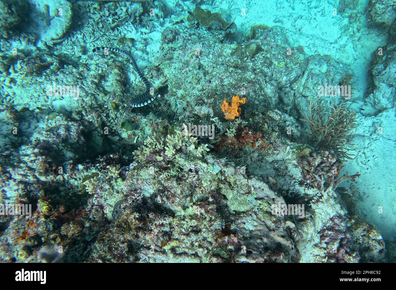 A coral reef in Moalboal, Cebu in the Philippines with a black and ...