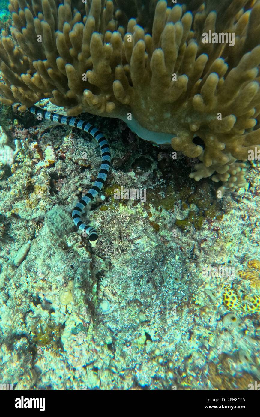 A coral reef in Moalboal, Cebu in the Philippines with a black and ...