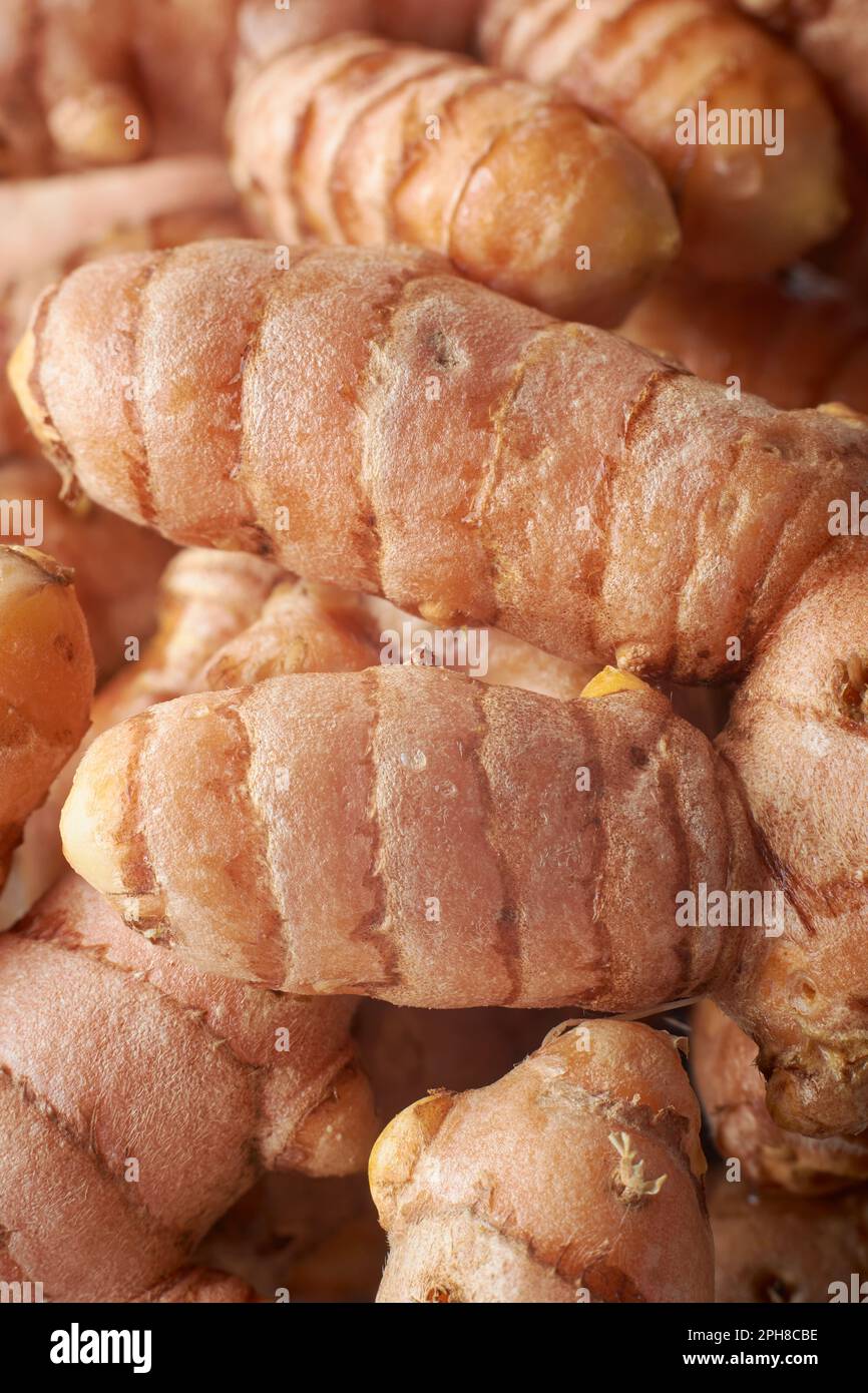close-up macro view of cleaned turmeric rhizomes or roots, curcuma ...