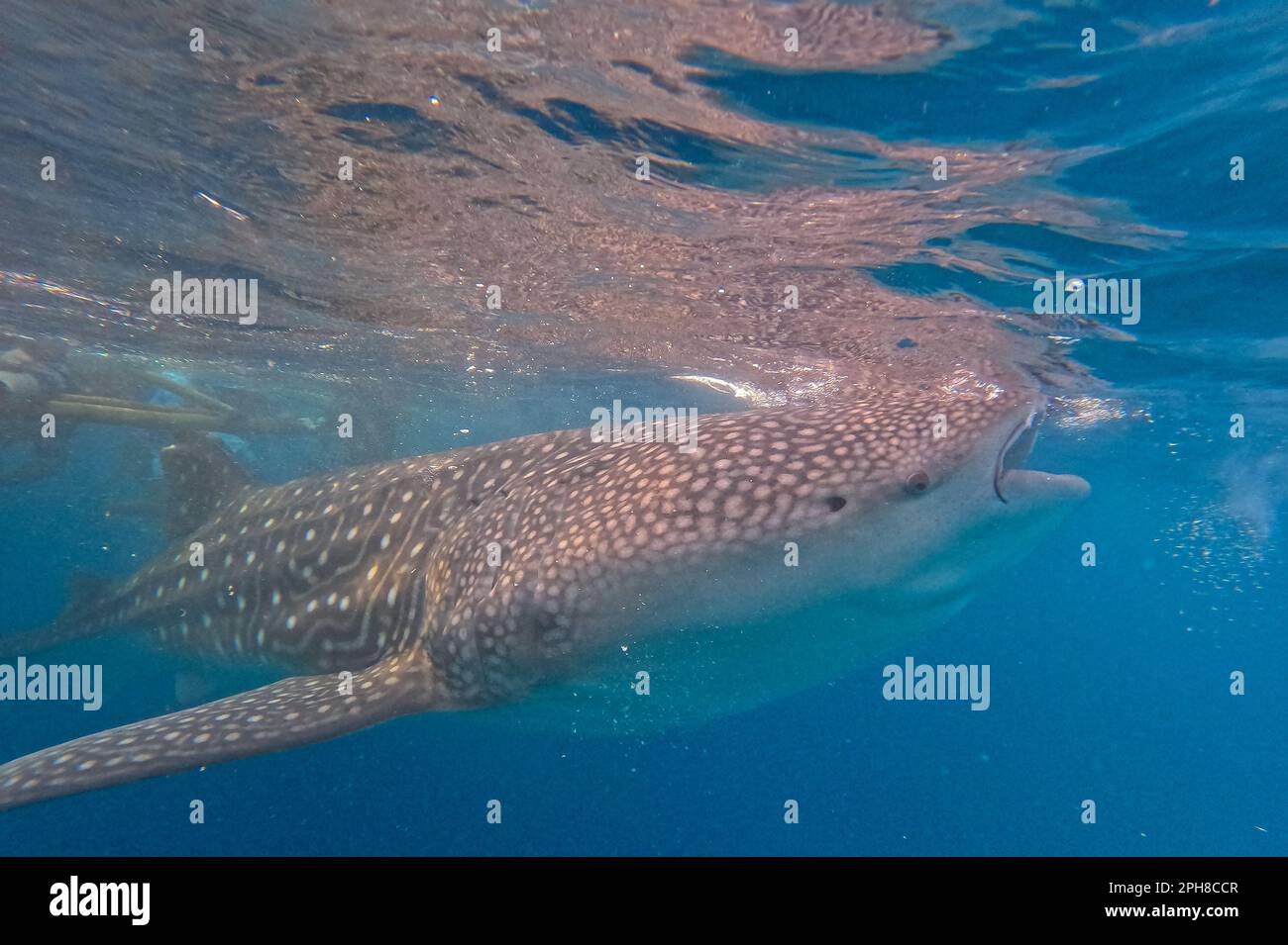 Close up of a whale shark in Oslob in the philippines, the whale shark ...
