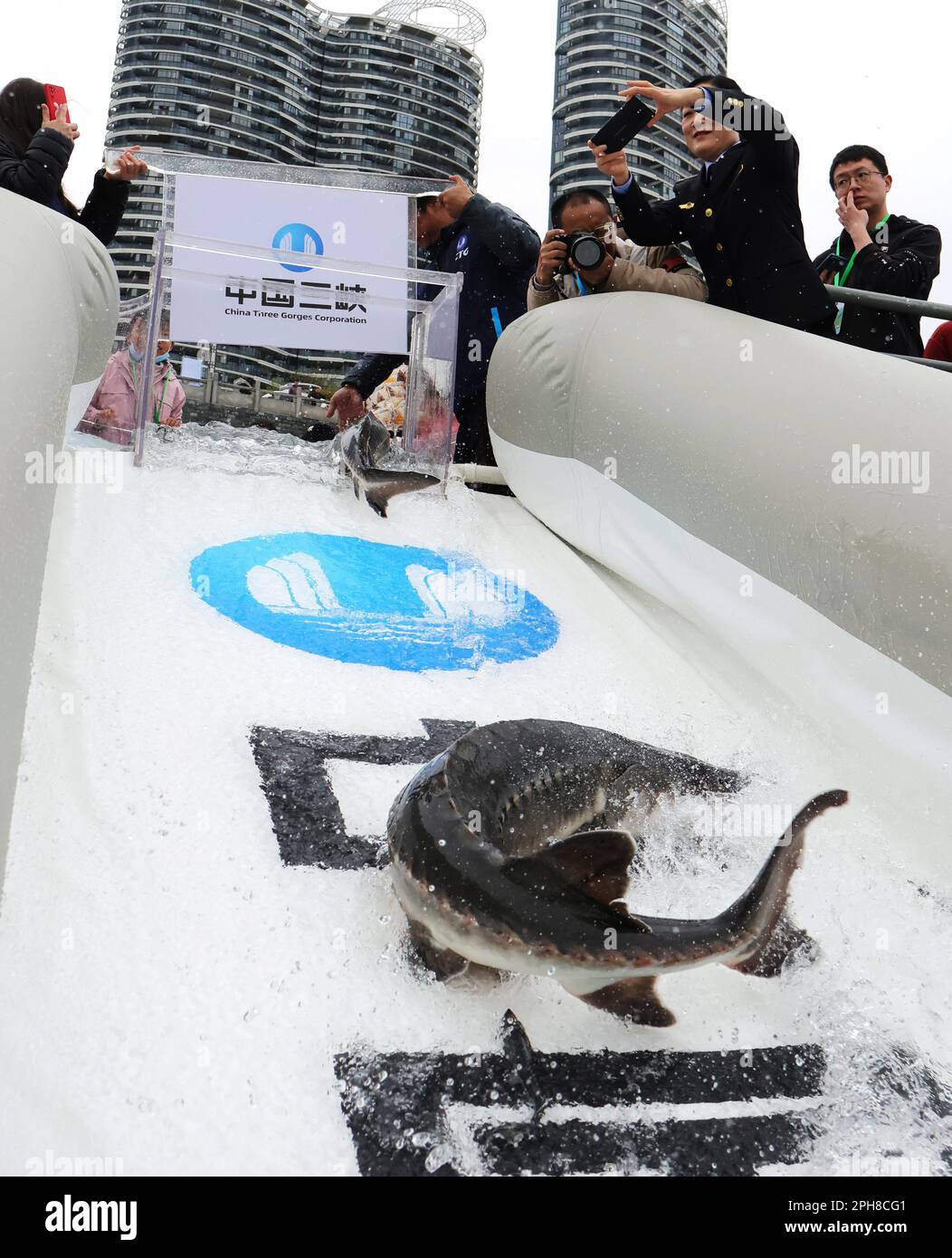 The first batch of 100,000 Chinese sturgeon is released into the ...