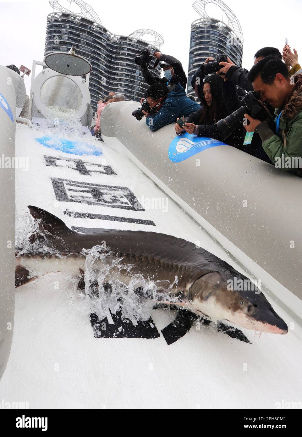 The first batch of 100,000 Chinese sturgeon is released into the ...
