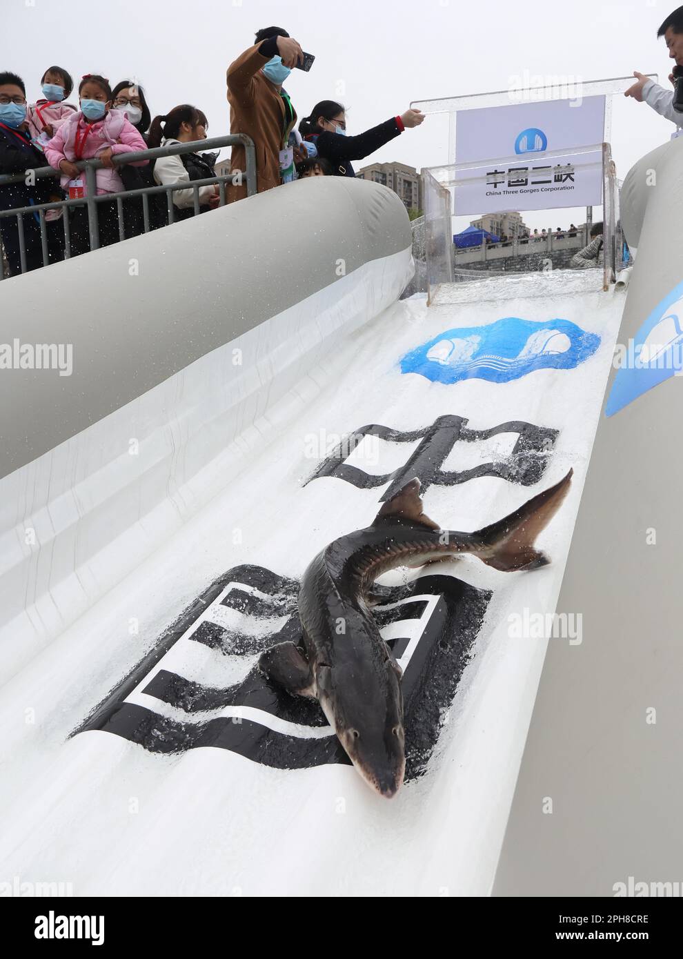 The first batch of 100,000 Chinese sturgeon is released into the ...