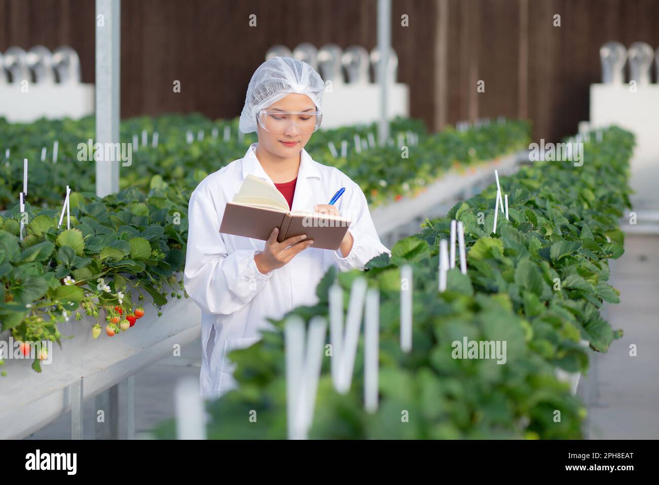 Young asian woman check cultivation strawberry with happiness for ...