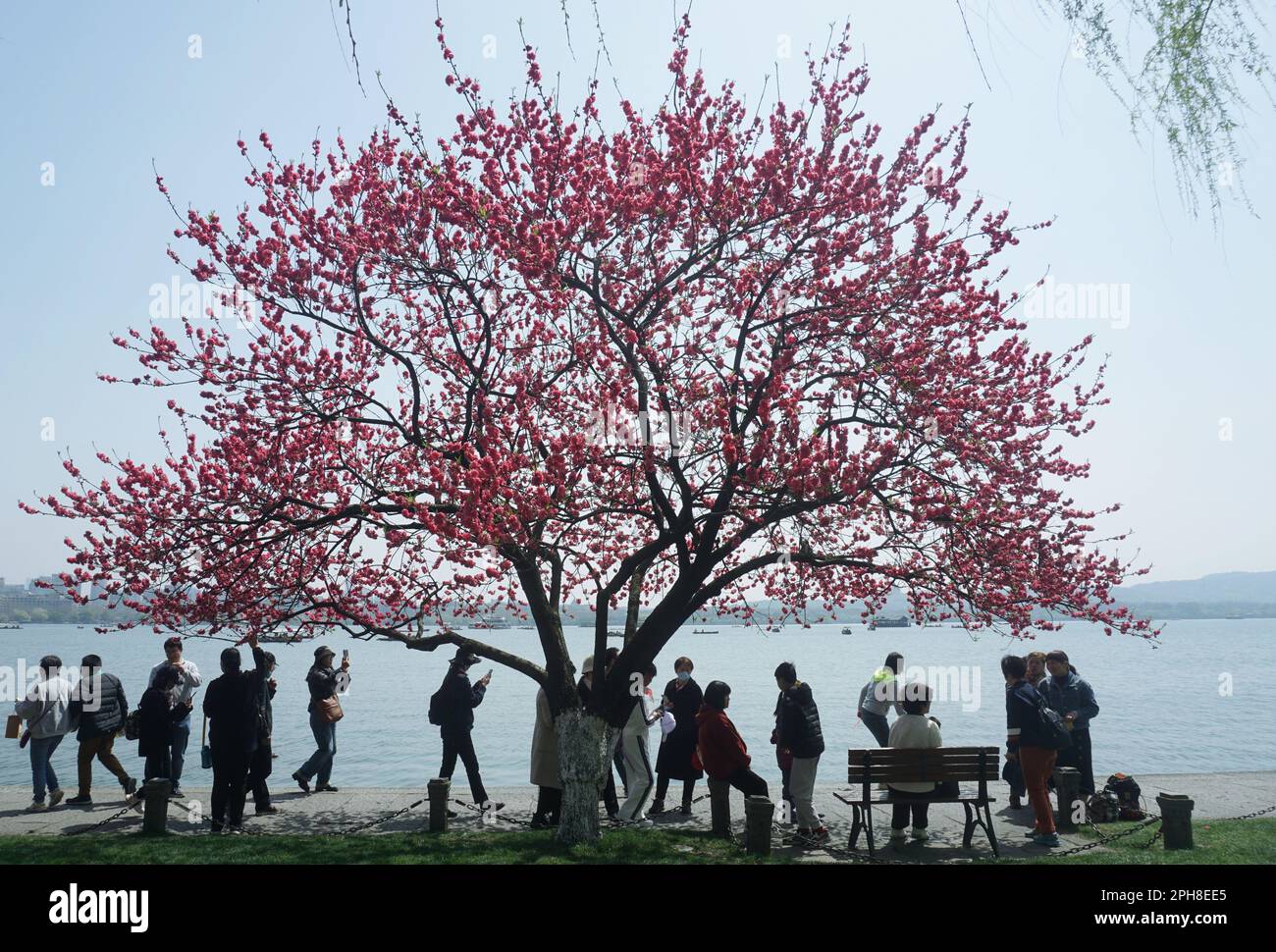 HANGZHOU, CHINA - MARCH 27, 2023 - Tourists view peach blossoms on the ...