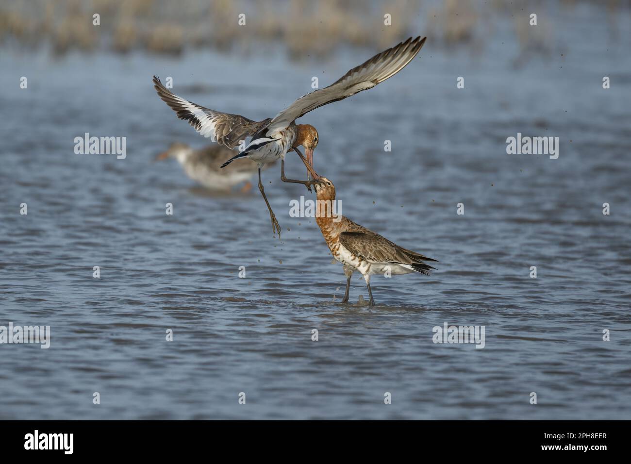 A pair of Black-tailed Godwits Limosa limosa fighting together on a ...