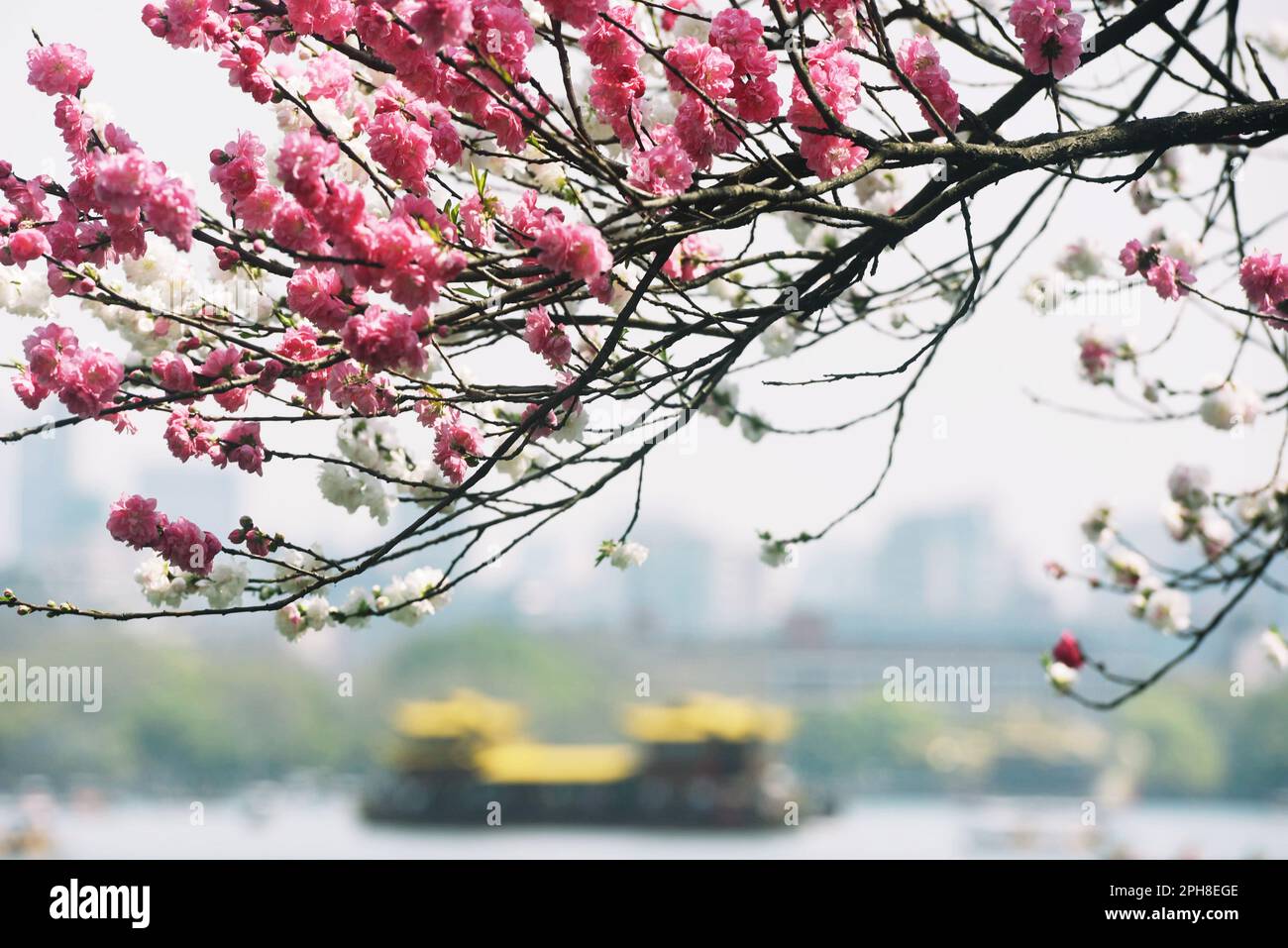 HANGZHOU, CHINA - MARCH 27, 2023 - Tourists view peach blossoms on the ...