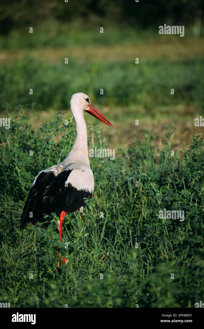 Stork stands in the field hi-res stock photography and images - Alamy