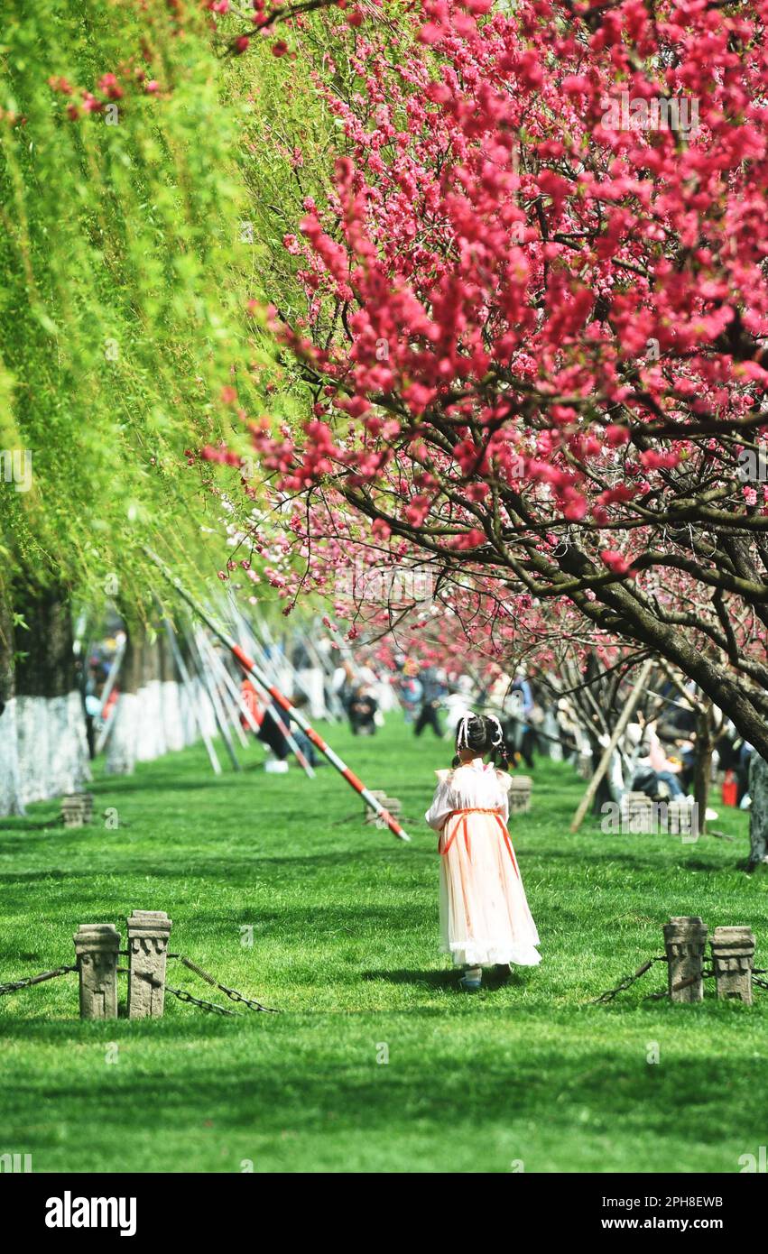 Hangzhou, China. 27th Mar, 2023. HANGZHOU, CHINA - MARCH 27, 2023 ...