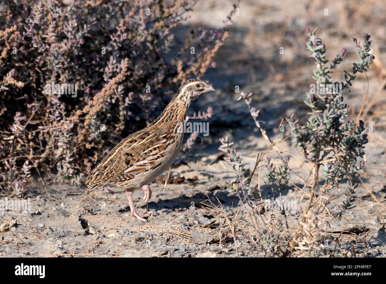 Quail family hi-res stock photography and images - Alamy