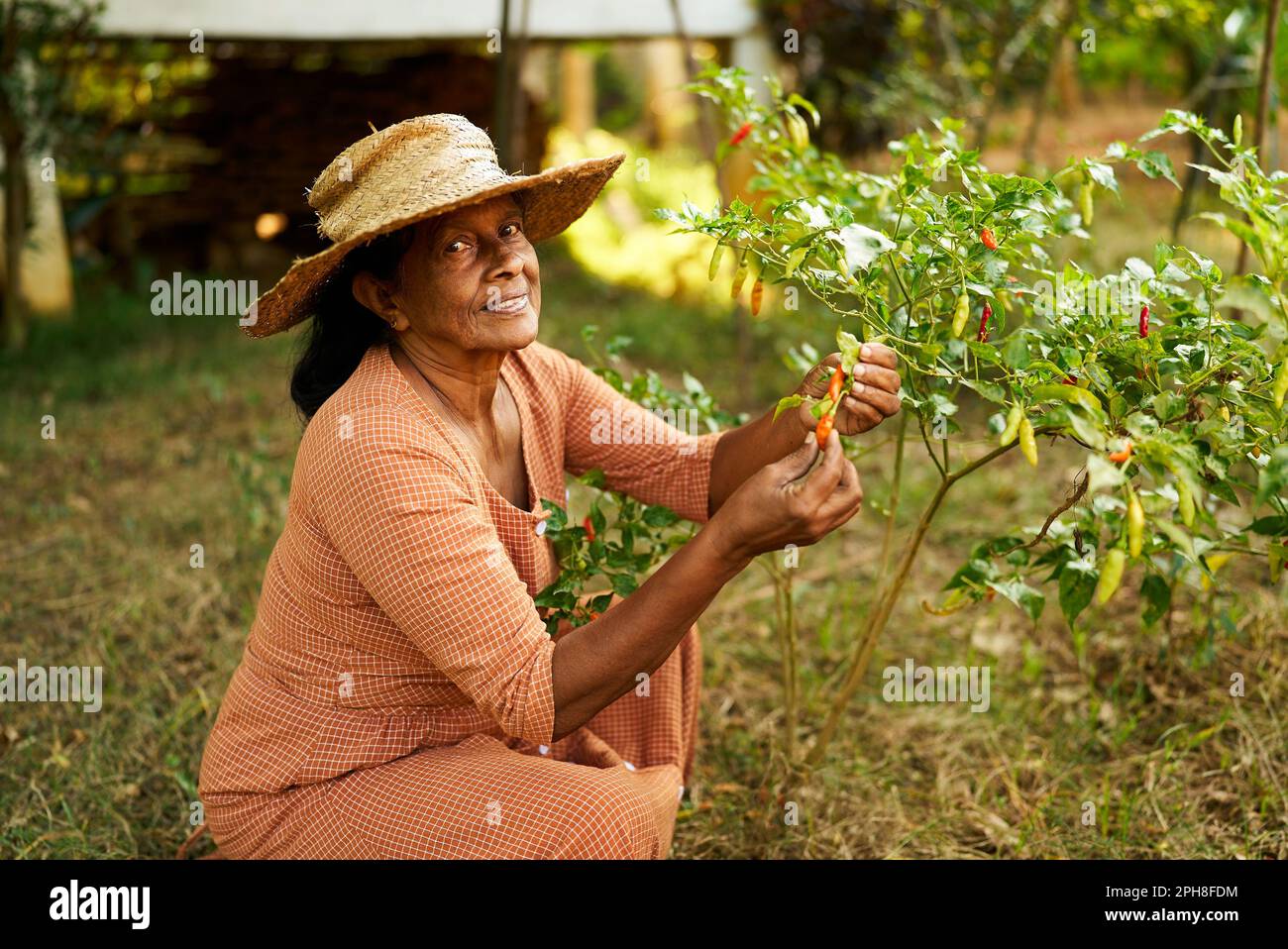Elderly Indian female farmer in orchard near chili pepper bush. Senior ...