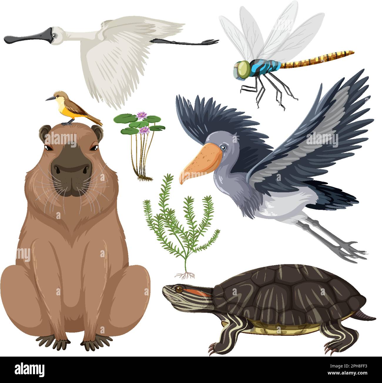Various Wetland Animals Collection illustration Stock Vector Image ...