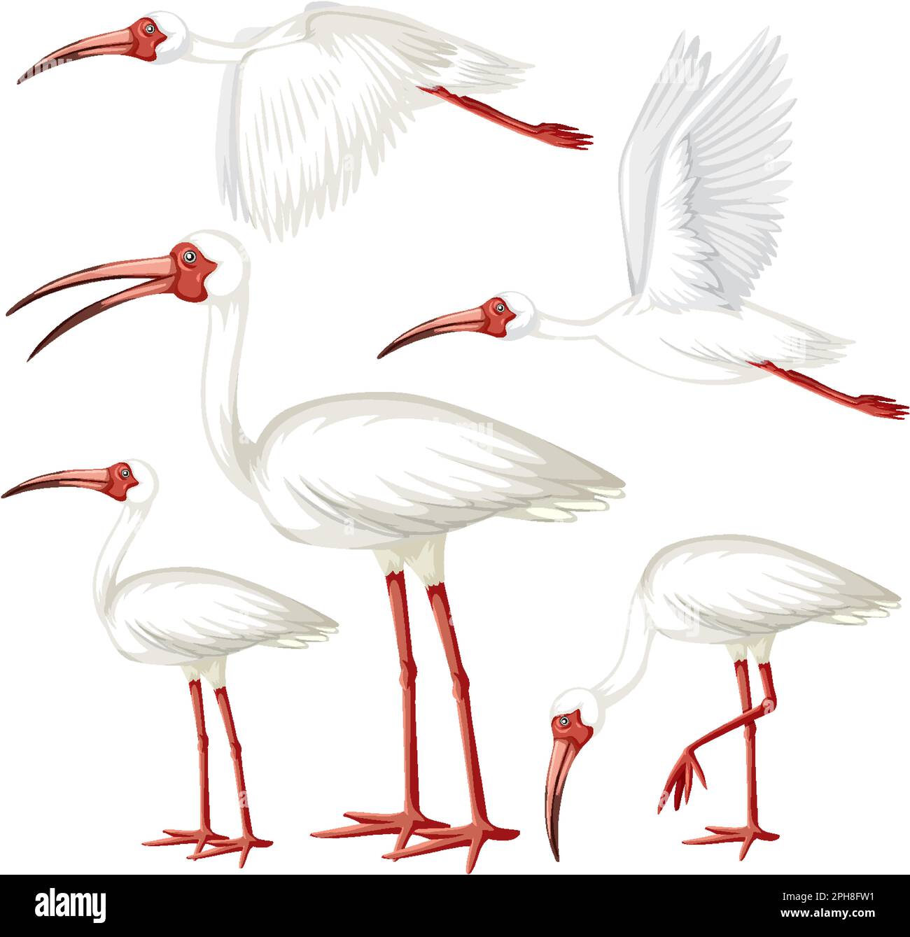Ibis Bird Collection in Cartoon Style illustration Stock Vector Image ...