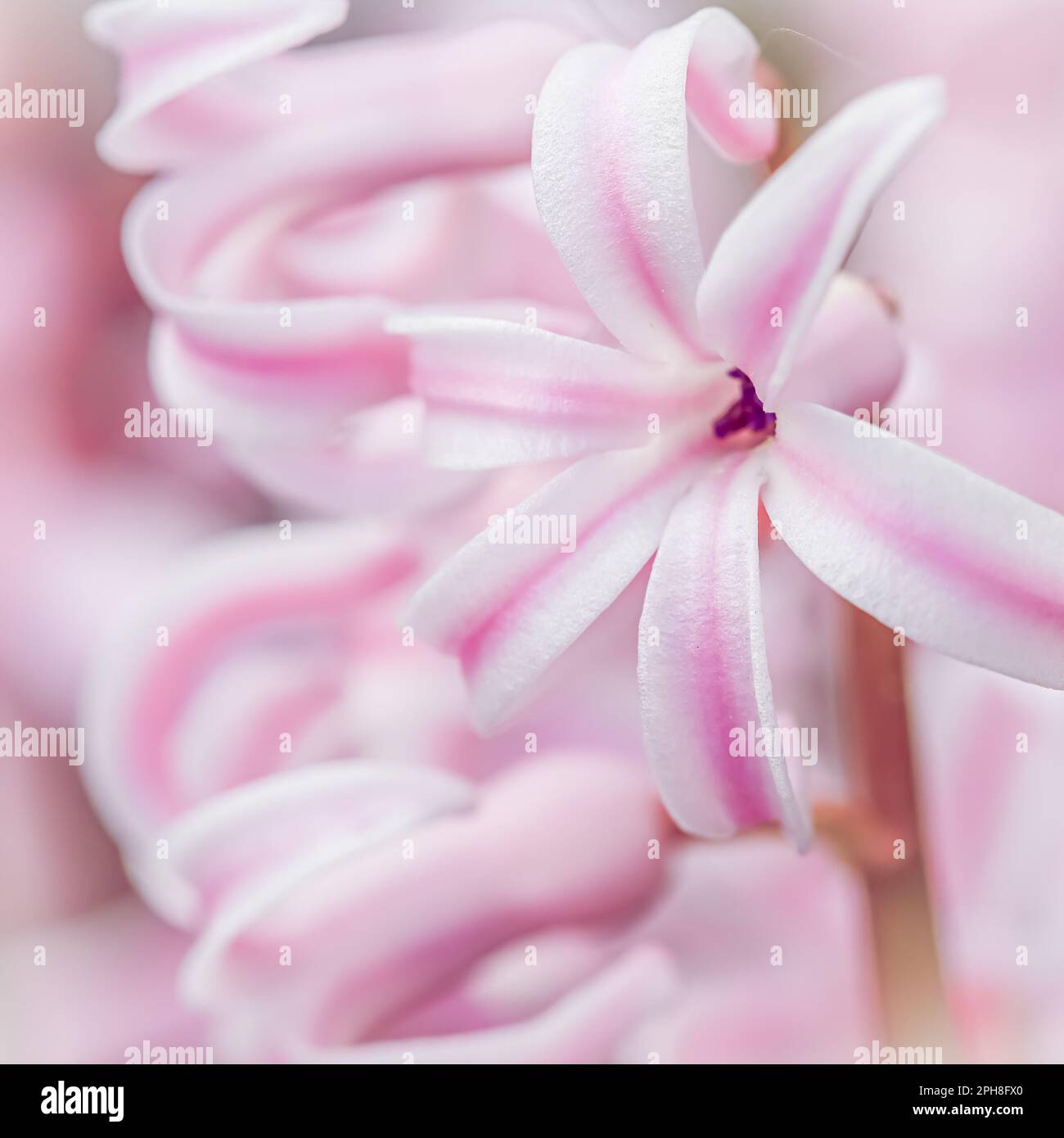 Lily hyacinth hi-res stock photography and images - Alamy