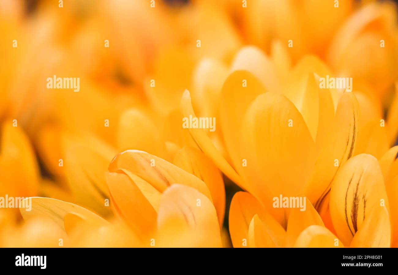 Yellow crocus flowers. Macro floral background for holiday brand design ...