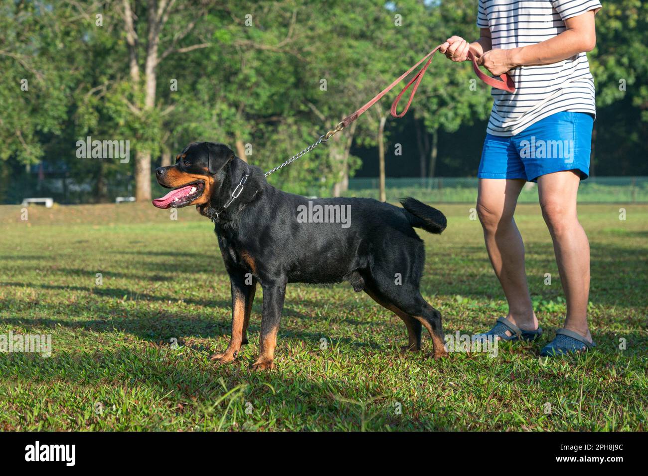 Man rottweiler hi-res stock photography and images - Alamy