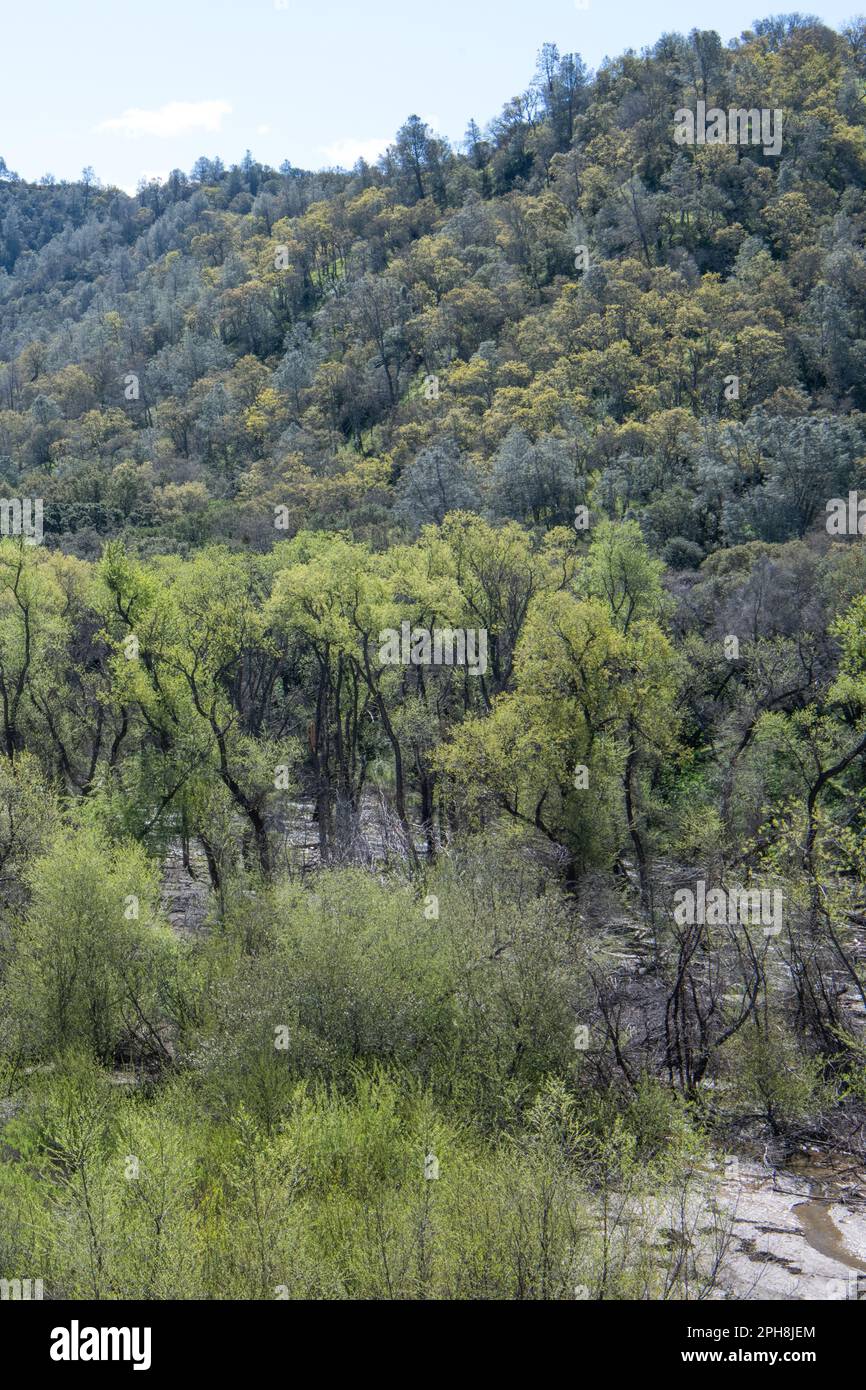 The lush hills of Diablo foothills regional park in California in ...