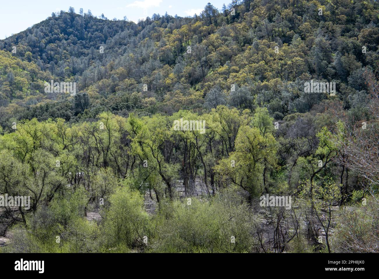 The lush hills of Diablo foothills regional park in California in ...