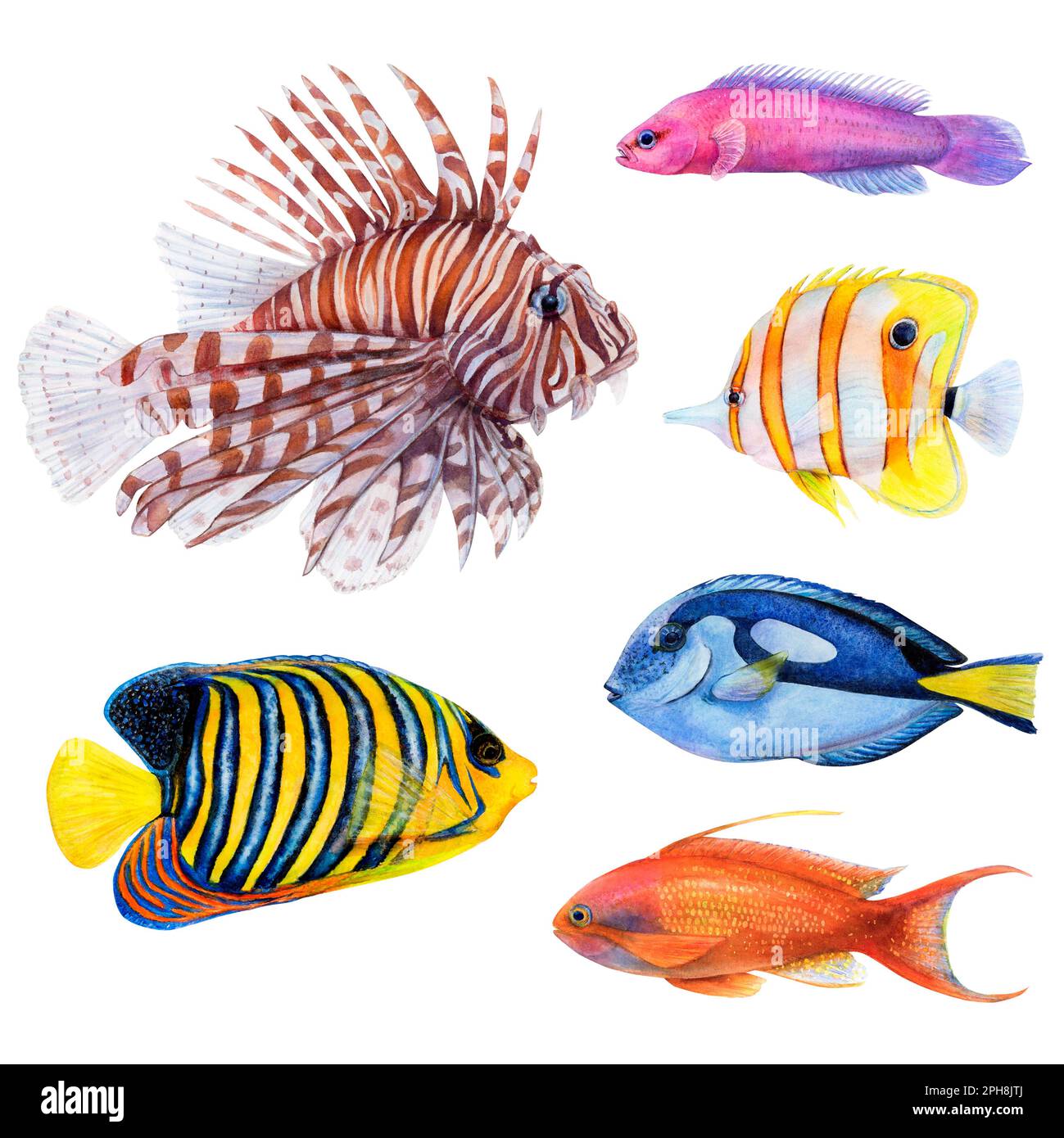 Watercolor drawing set of colorful fish: royal angel, lionfish, antias ...