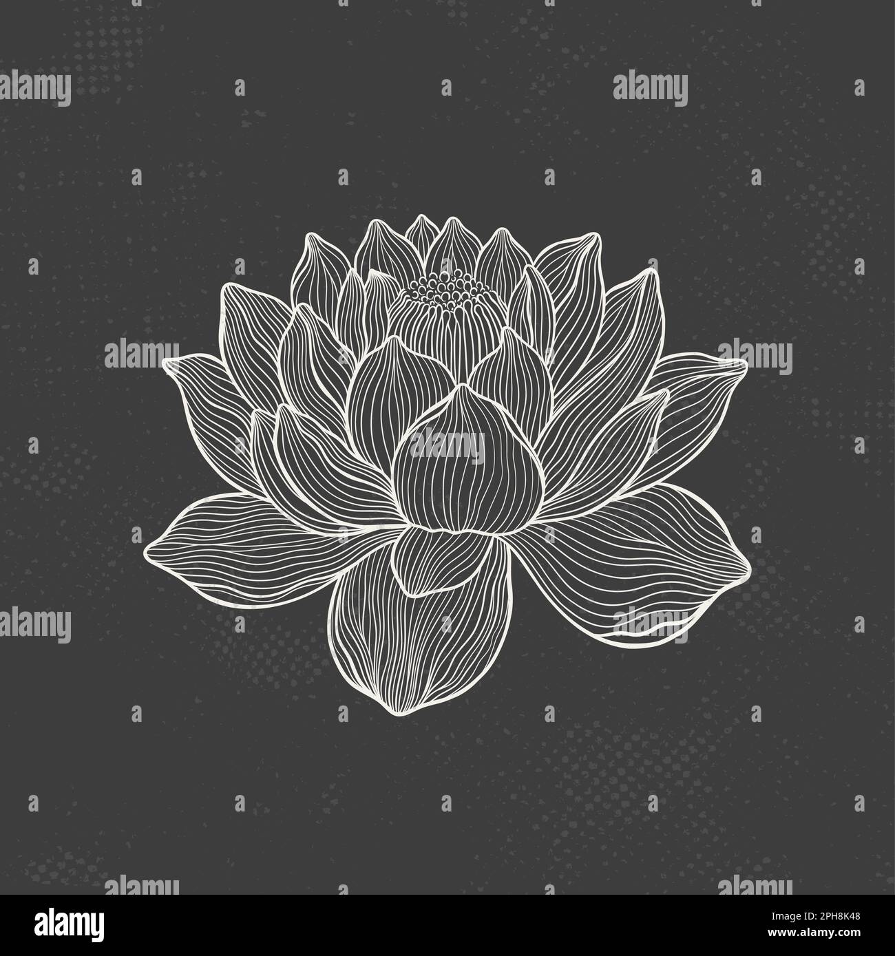 Lotus sketch with fine graceful lines. Isolated flower on a dark ...