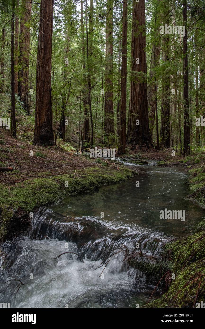 A stream and waterfall flowing through the coast redwood, Sequoia ...