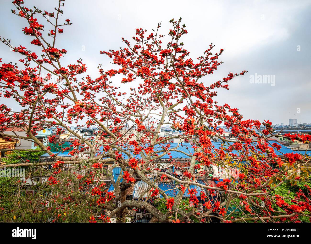 Bombax ceiba tree hi-res stock photography and images - Alamy