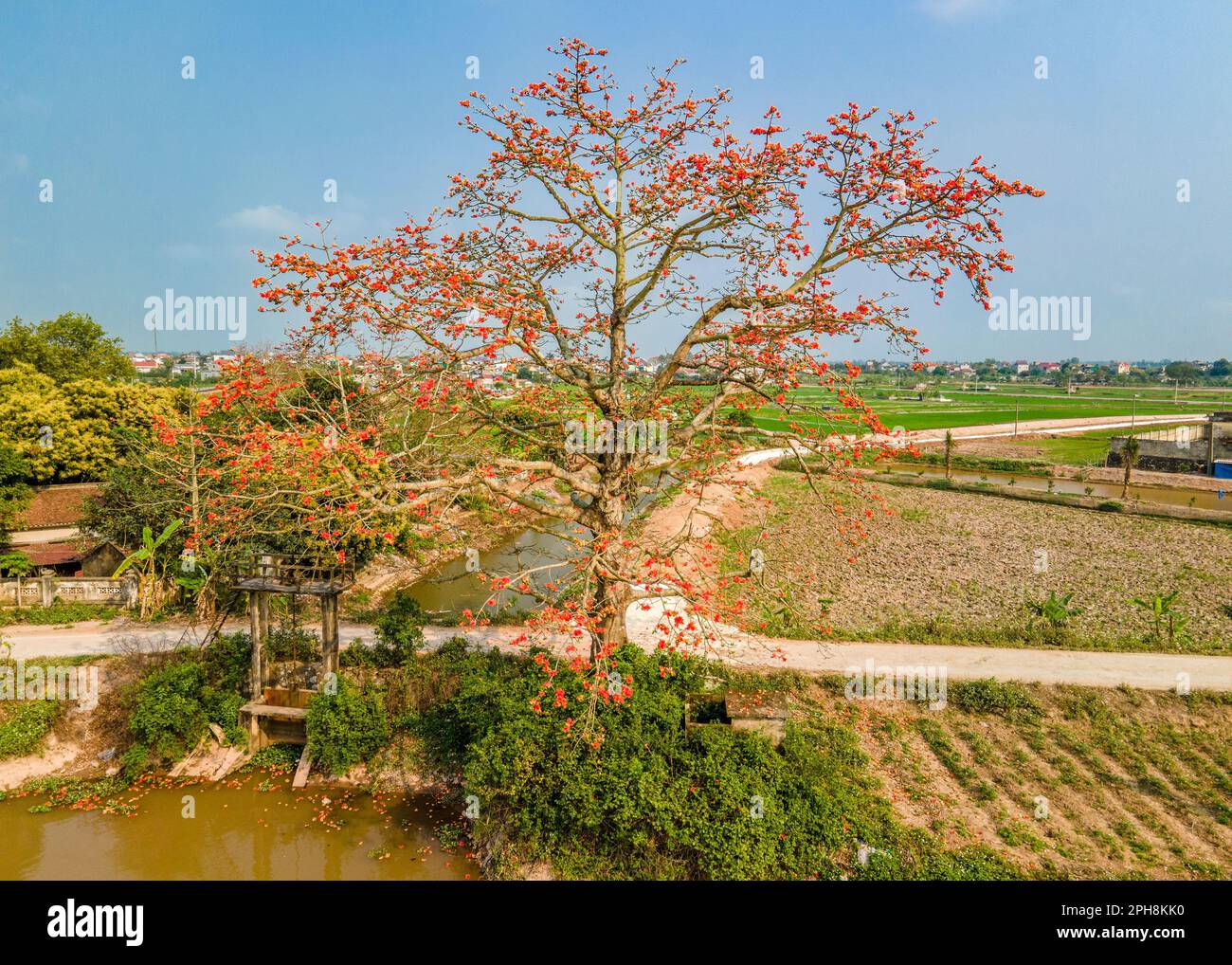 Bombax ceiba tree hi-res stock photography and images - Alamy