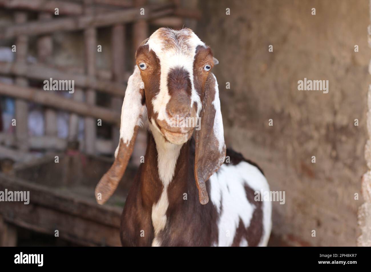Happy goat face hi-res stock photography and images - Alamy