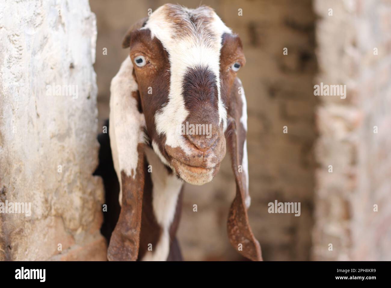 Happy goat face hi-res stock photography and images - Alamy