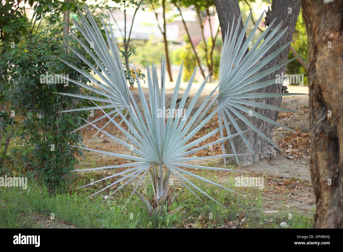 Young rowan tree seedling grow from old stump in Poland forest Stock ...