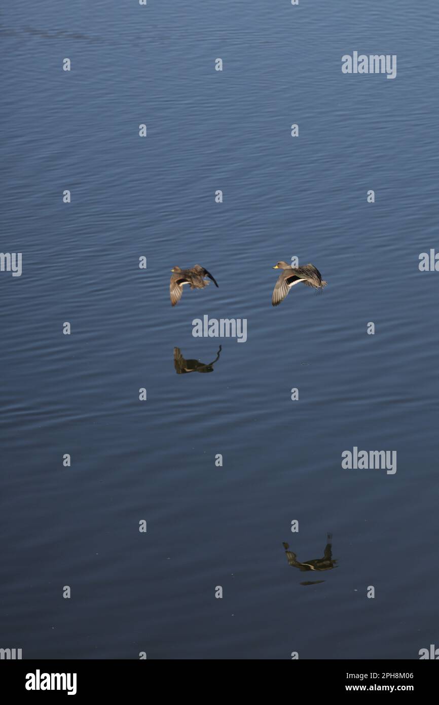 Two birds soaring gracefully over a tranquil body of water, their wings ...