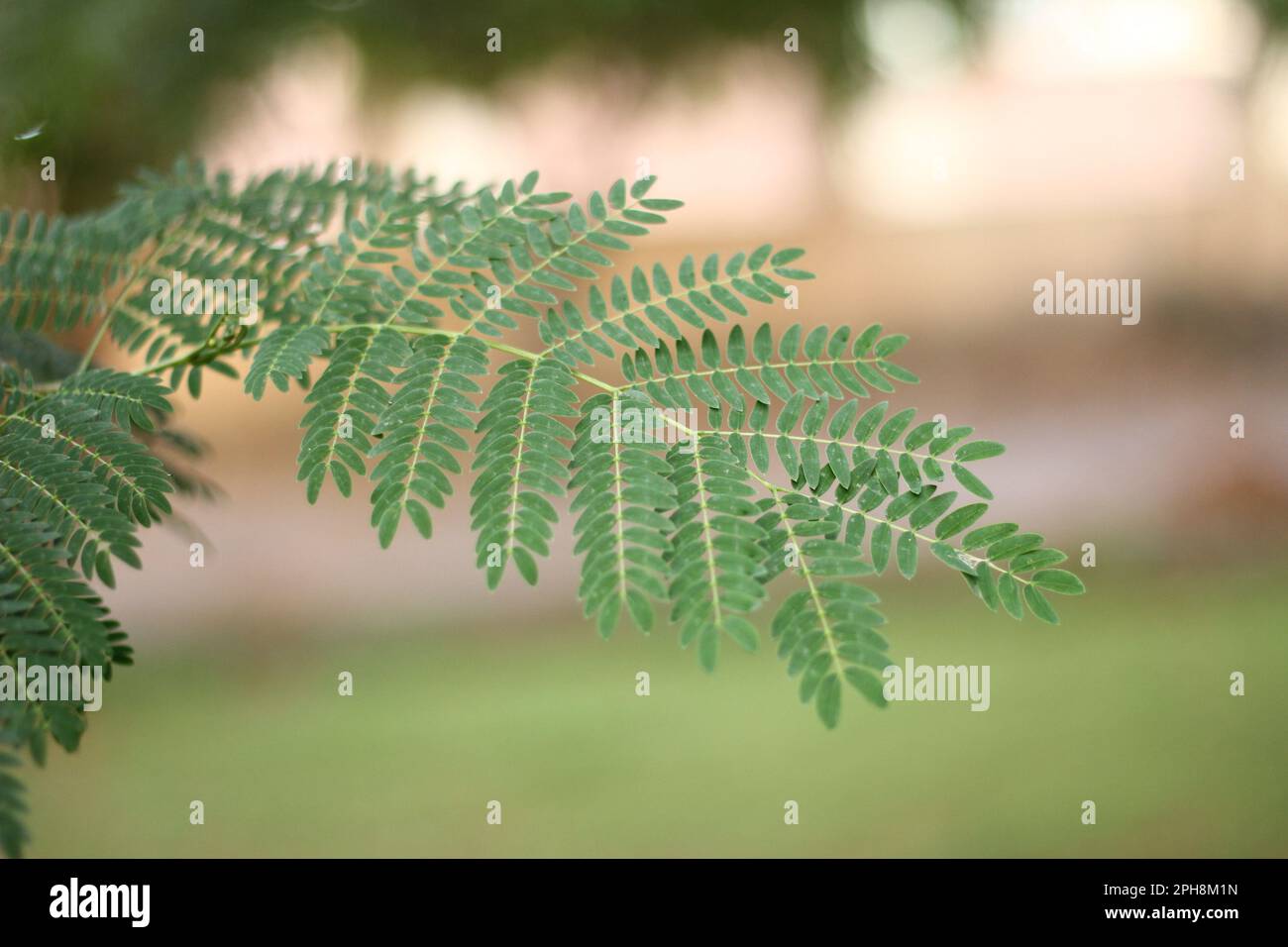 Nature of green leaf in garden at summer. Natural green leaves plants ...