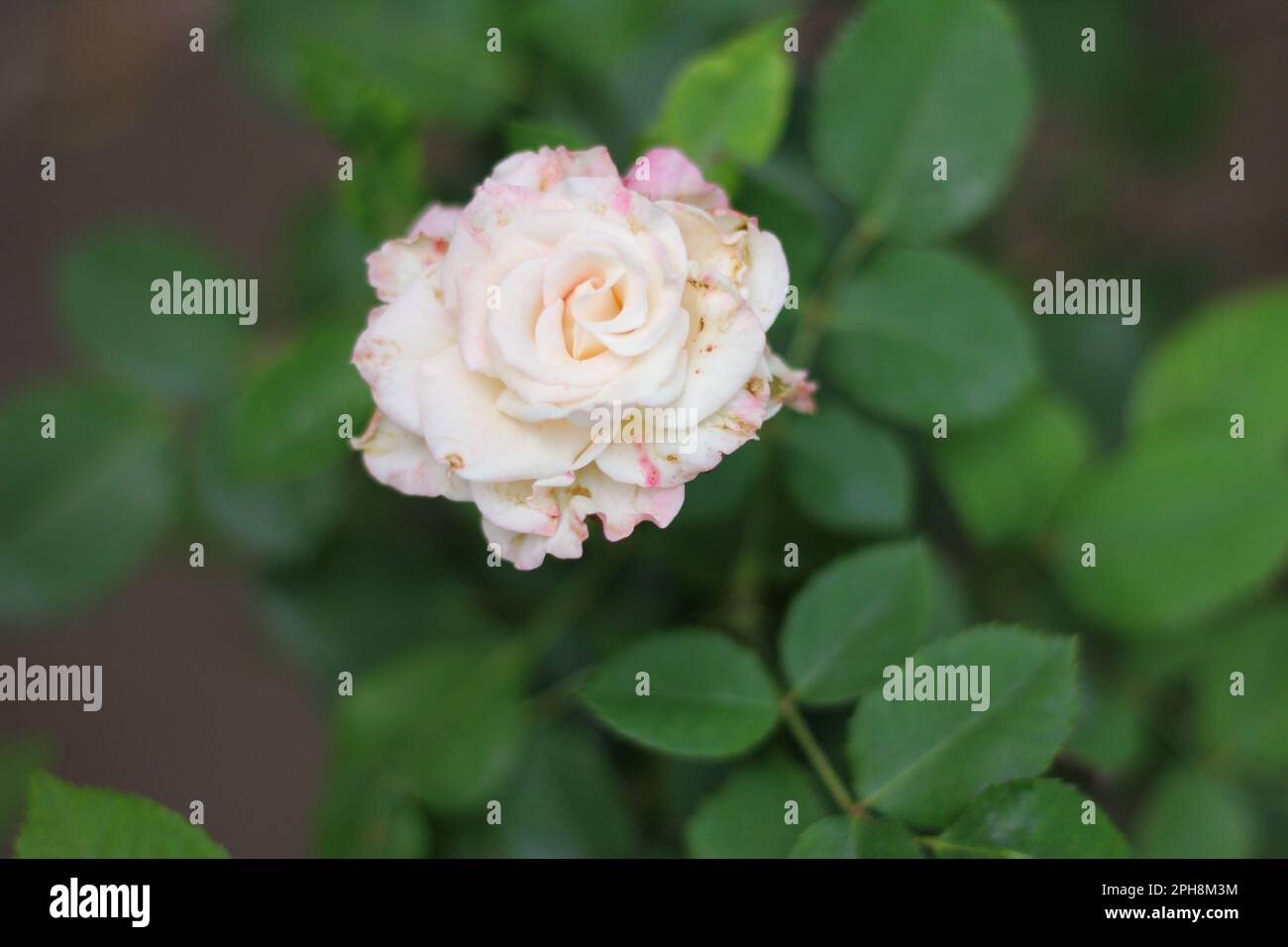 Nature of pink and red flower in garden using as cover page background ...