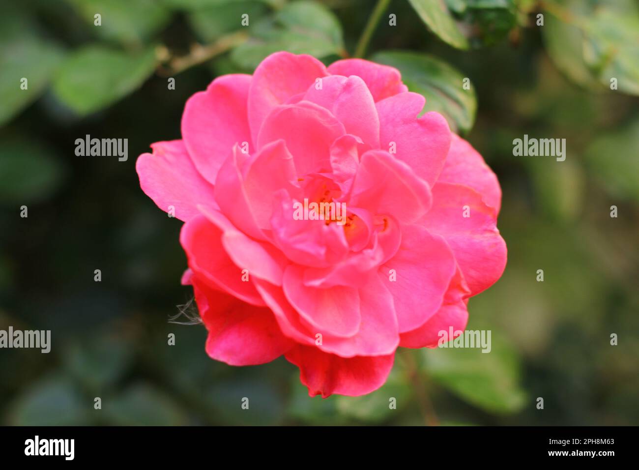 Nature of pink and red flower in garden using as cover page background ...