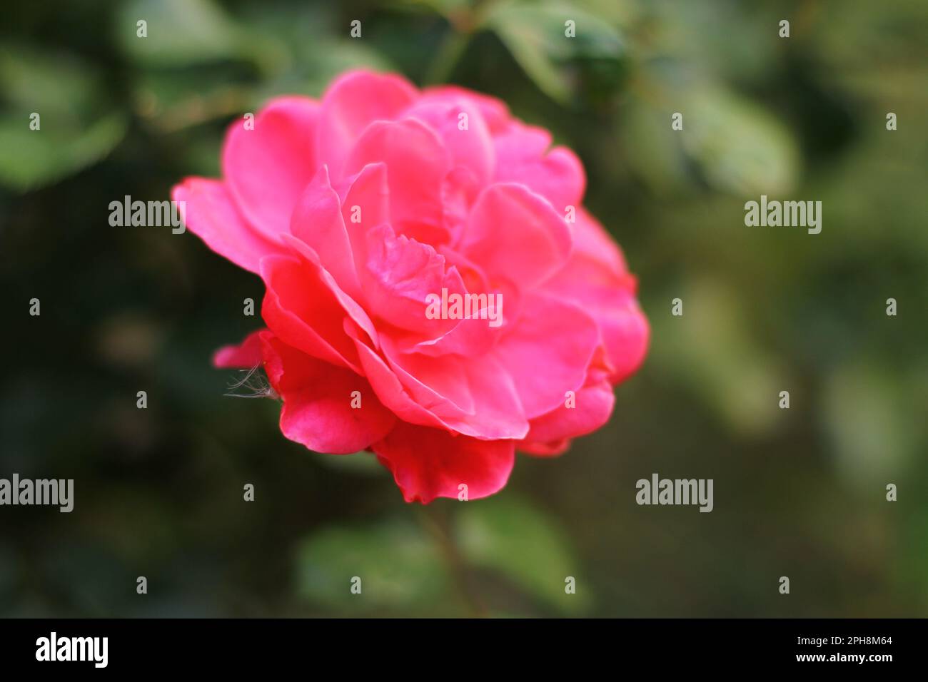 Nature cover page hi-res stock photography and images - Alamy