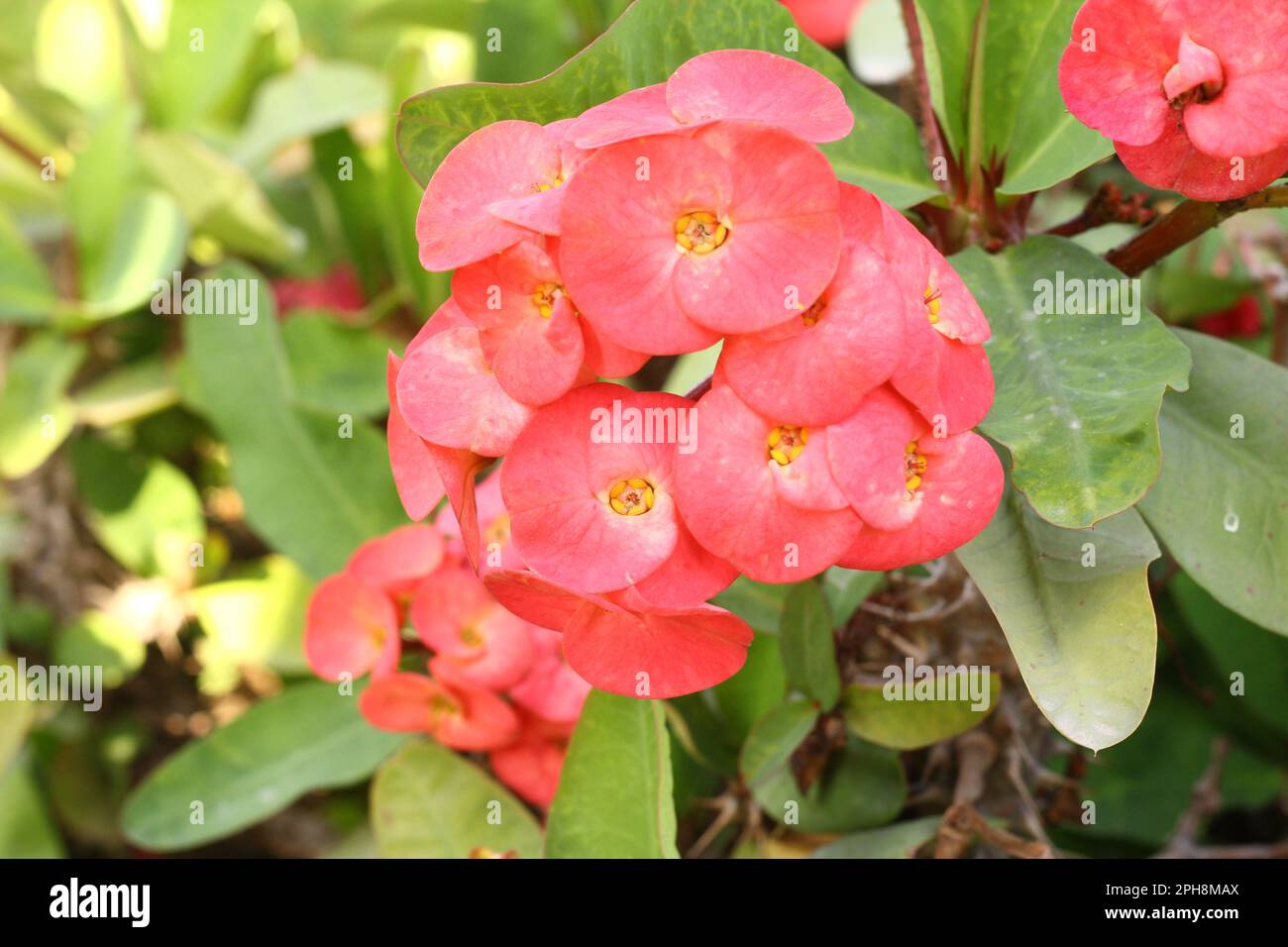 Nature of pink and red flower in garden using as cover page background ...