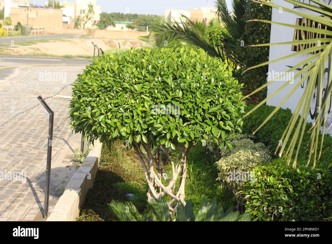 Young rowan tree seedling grow from old stump in Poland forest Stock ...