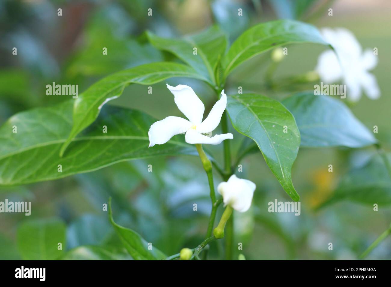 Nature of pink and red flower in garden using as cover page background ...