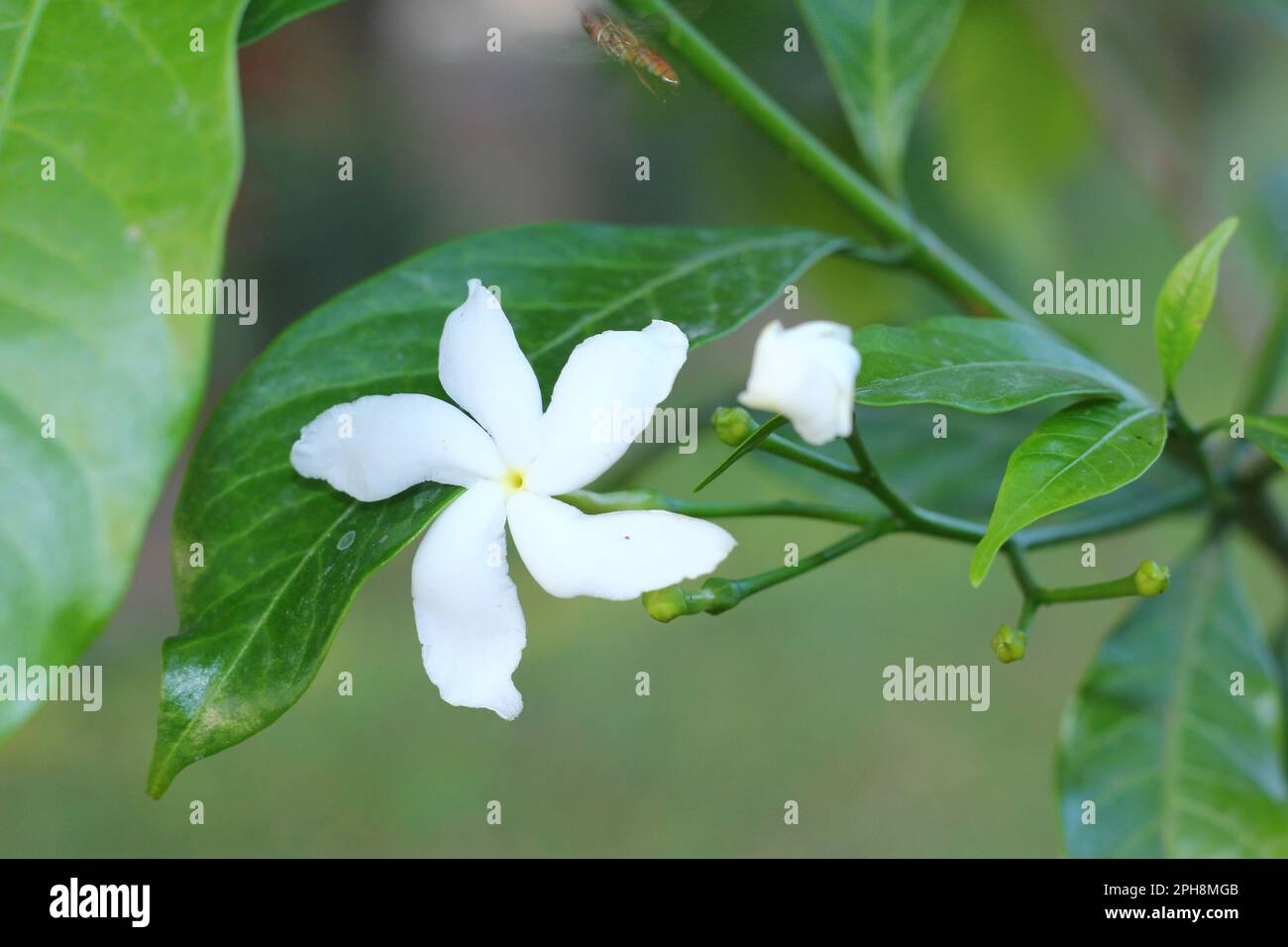 Nature of pink and red flower in garden using as cover page background ...
