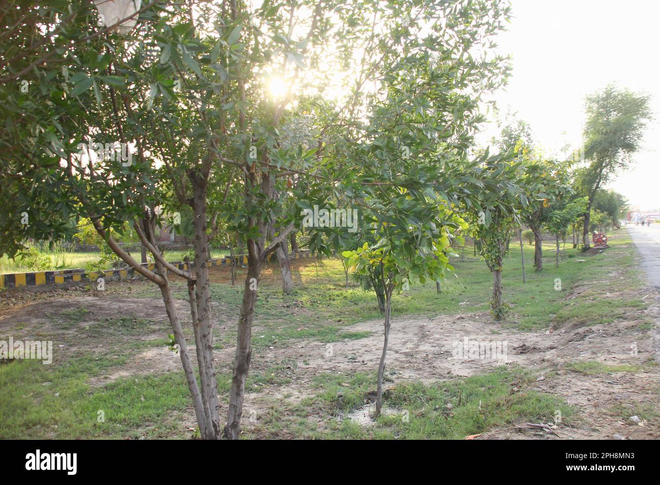 Young rowan tree seedling grow from old stump in Poland forest Stock ...