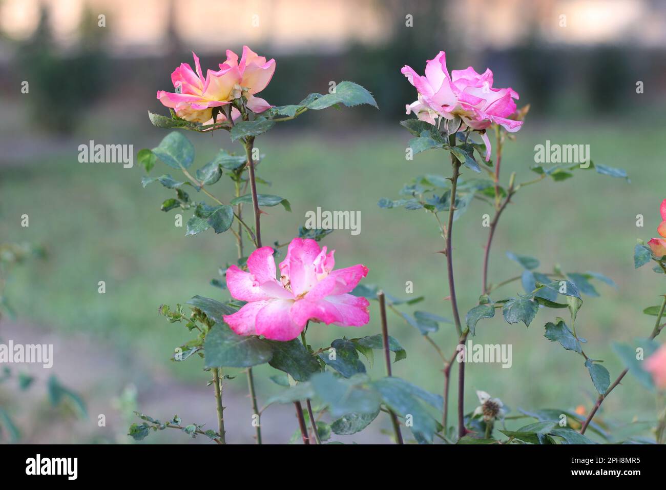 Nature of pink and red flower in garden using as cover page background ...