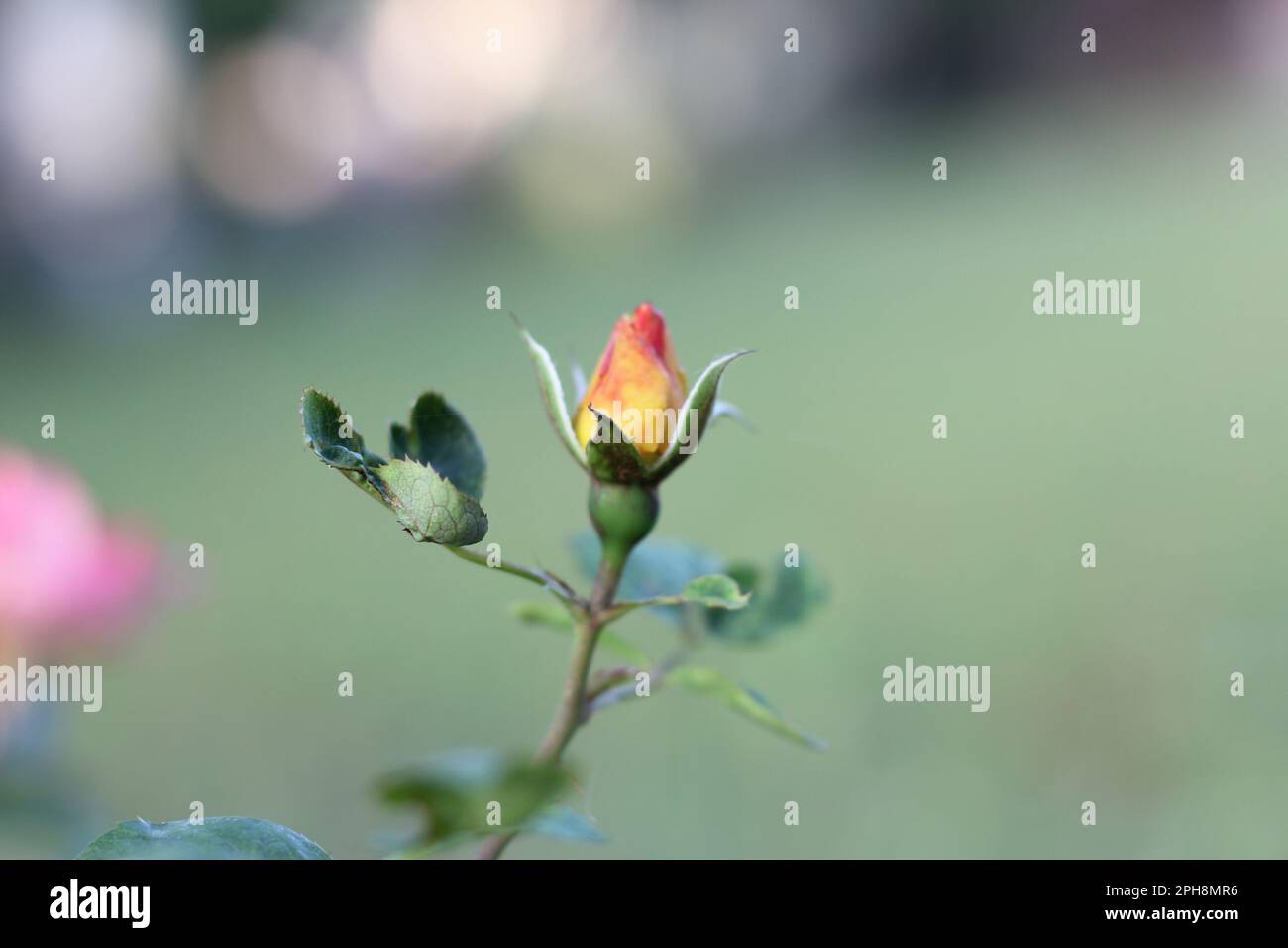 Nature of pink and red flower in garden using as cover page background ...