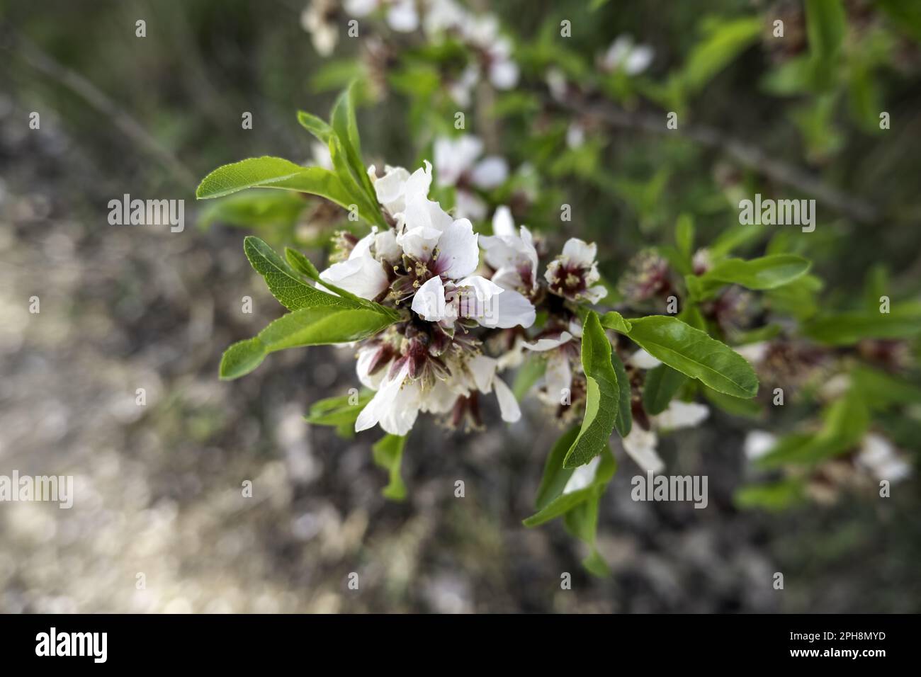 Detail of wild tree with white flowers in the field Stock Photo - Alamy