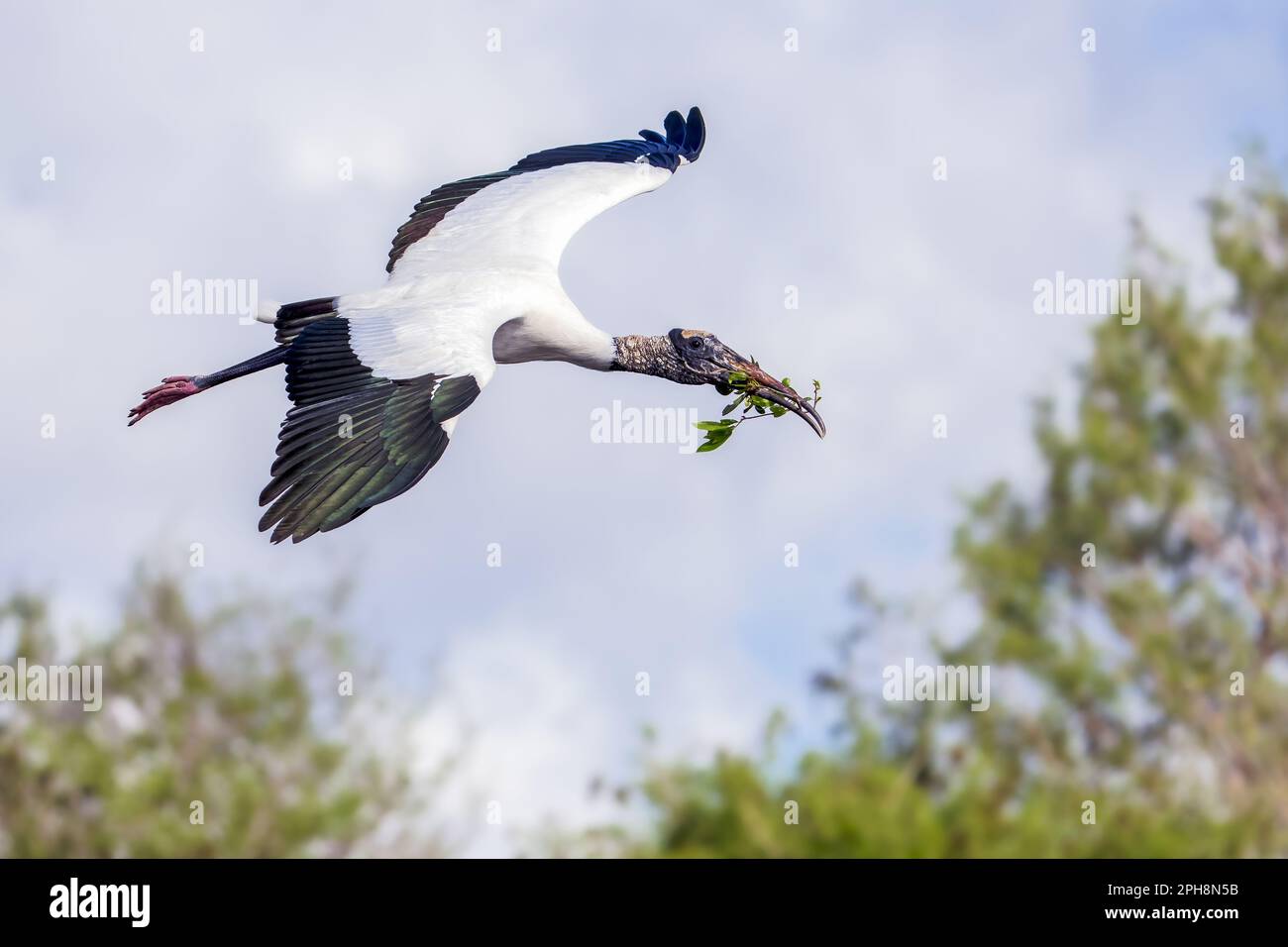 Delray Beach, United States. 26th Mar, 2023. A wood stork flies with ...