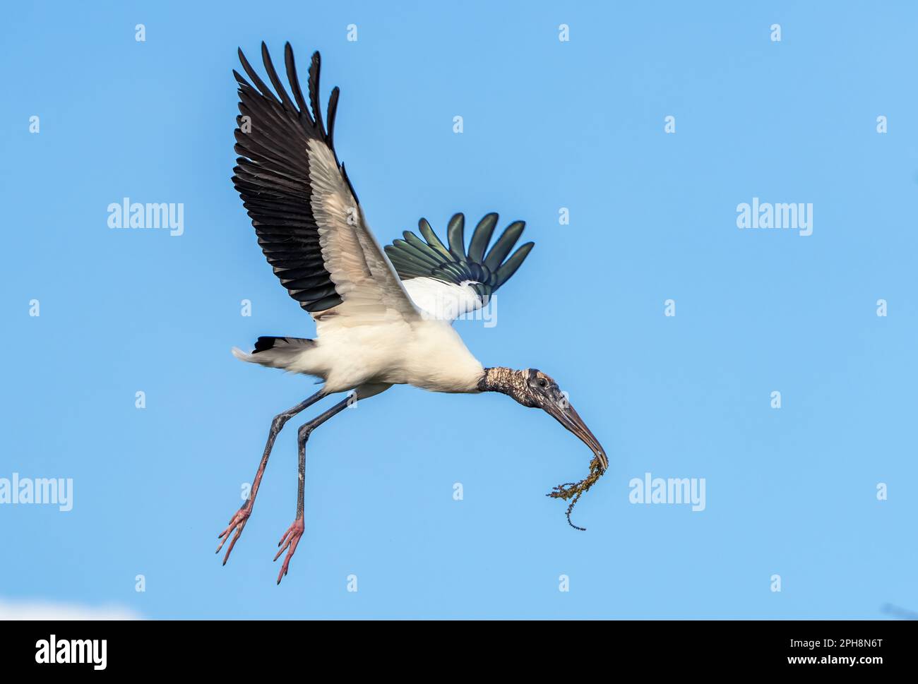 Variety of bird species hi-res stock photography and images - Alamy
