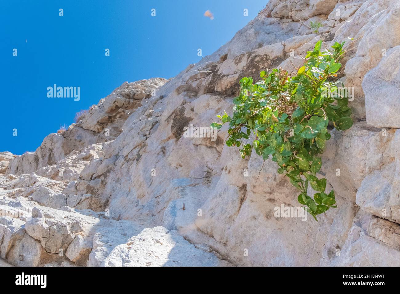 A white rock on the coast of santorini island in greece with a green ...
