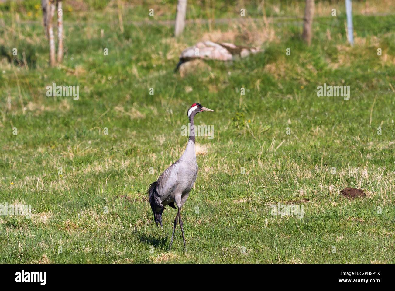 Common crane walking on a meadow Stock Photo - Alamy