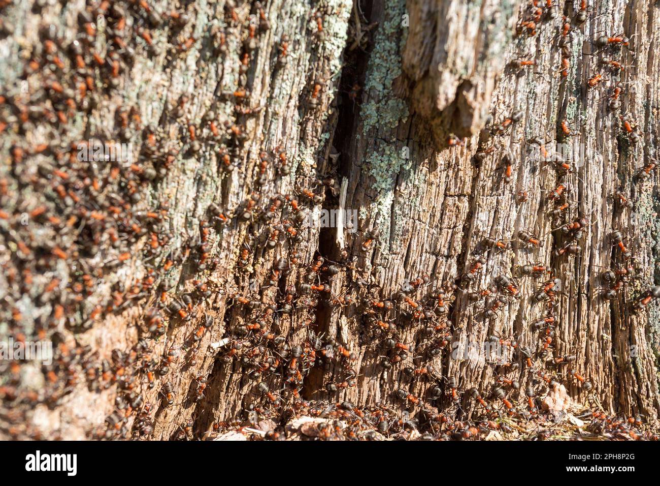 Ants insects on tree hi-res stock photography and images - Alamy