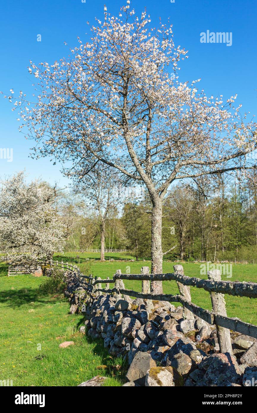 Flowering cherry tree by a stone wall in rural landscape Stock Photo ...